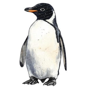 Penguin PNG Clipart, 12x Watercolor Antarctic Animal Clip Art Set ...
