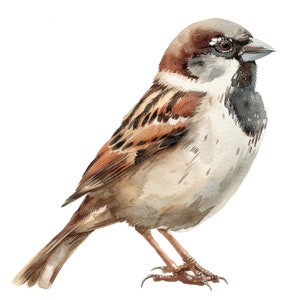 12 Sparrow Clipart, Watercolor Bird Clipart, Printable Watercolor ...