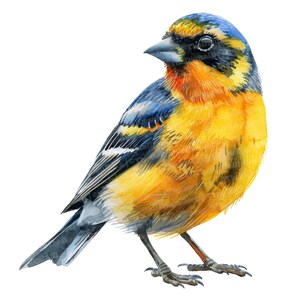 12 Goldfinch Clipart, Watercolor Bird Clipart, Printable Watercolor ...