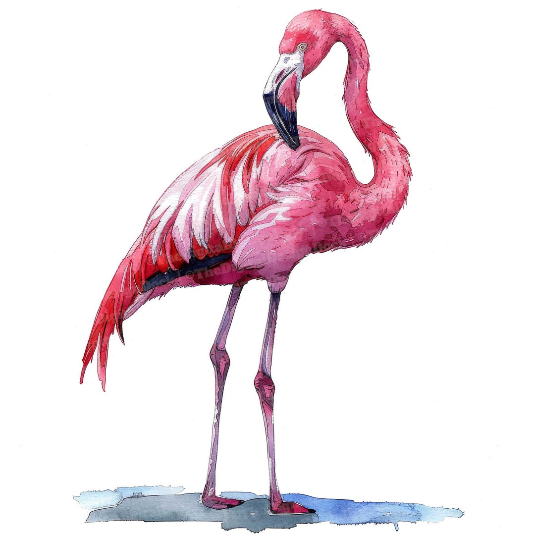 12 Flamingo Clipart, Tropical Bird Clipart, Printable Watercolor ...
