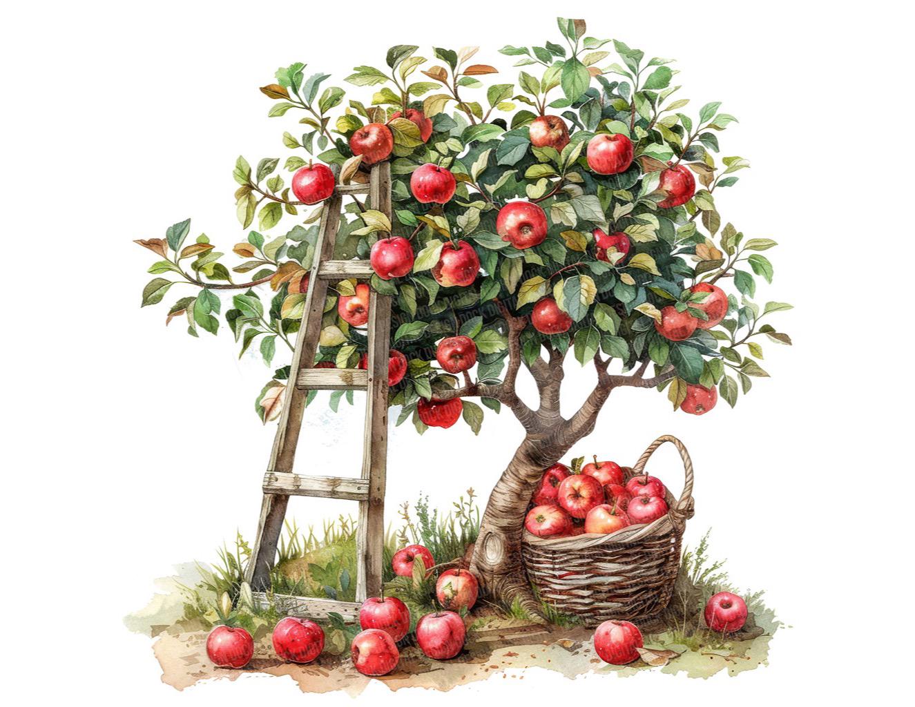 Apple Tree Harvest PNG Clipart, 12x Fall Fruit Clip Art Set, Printable ...
