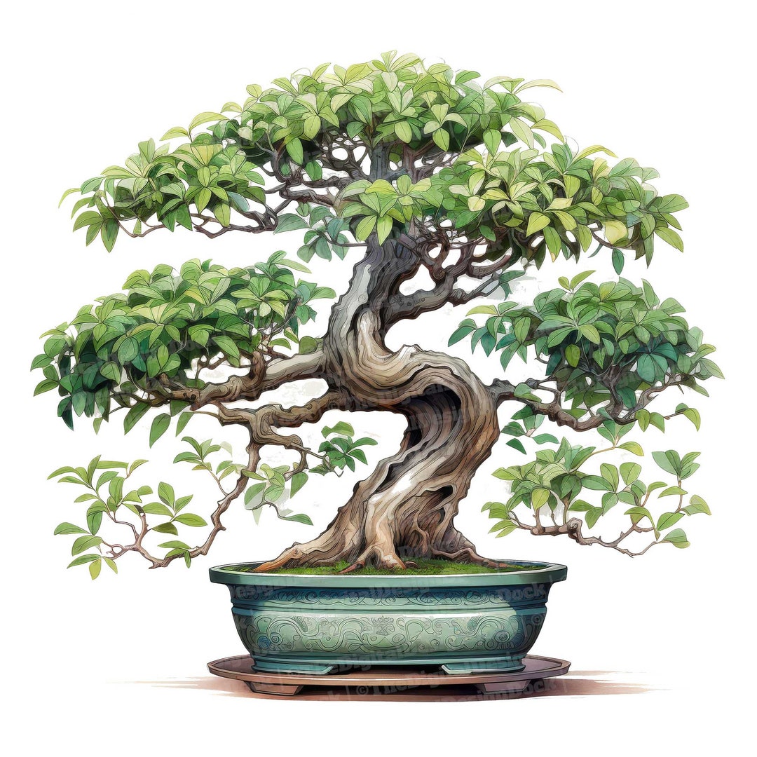 12x Potted Bonsai Tree Clipart, Pot Plant Floral Clipart, Printable ...