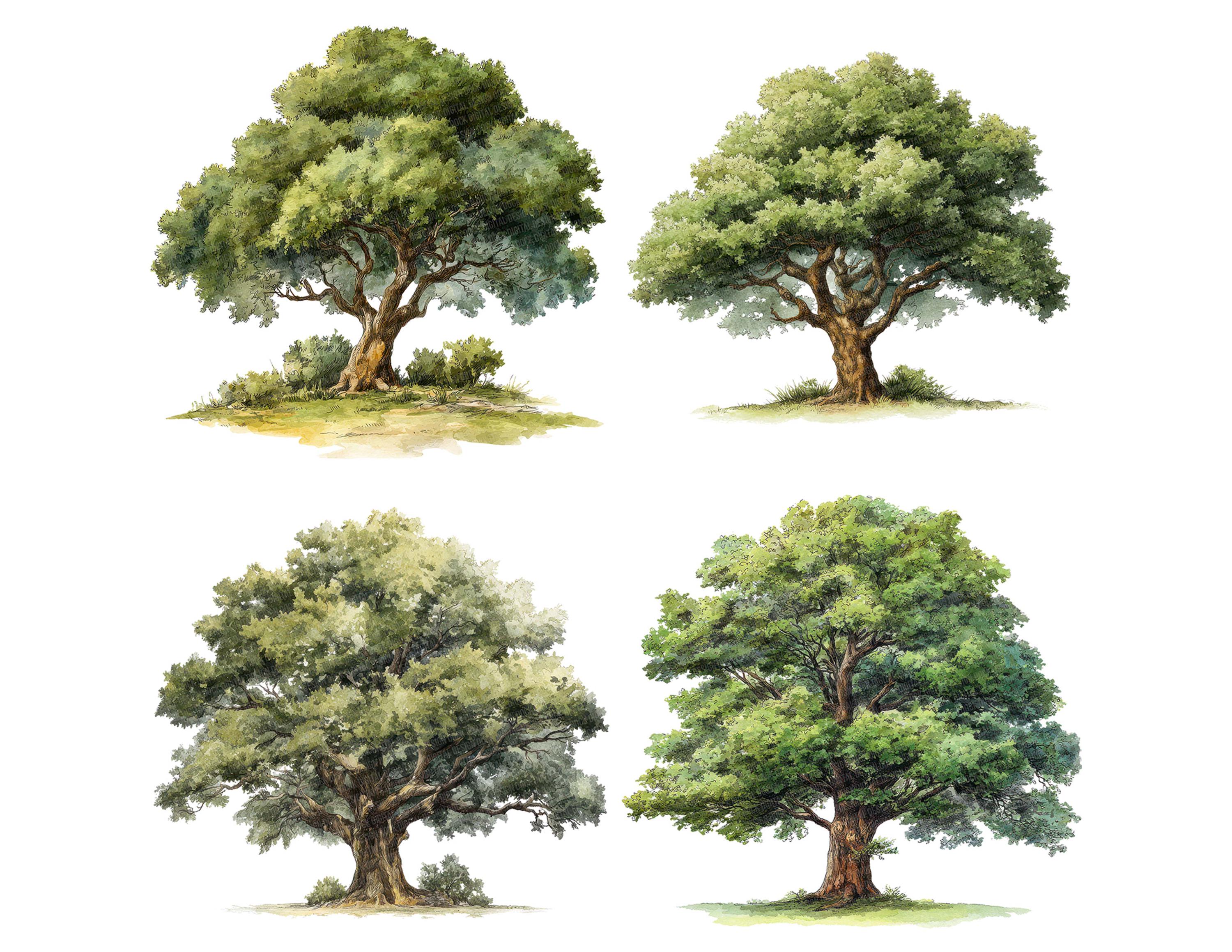 12x Oak Tree PNG Clipart, Watercolor Trees Clip Art Set, Printable ...