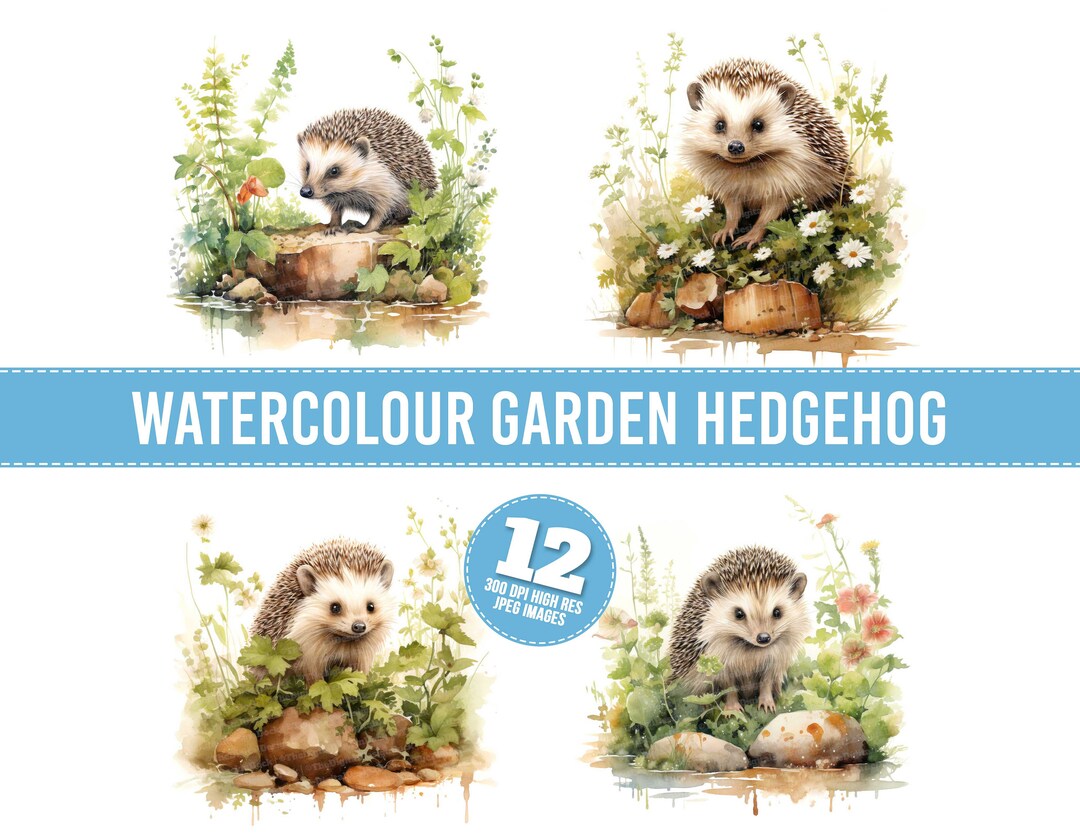 Watercolor Garden Hedgehog Clipart, 12 Jpgs, Cute Hedgehog Printable ...