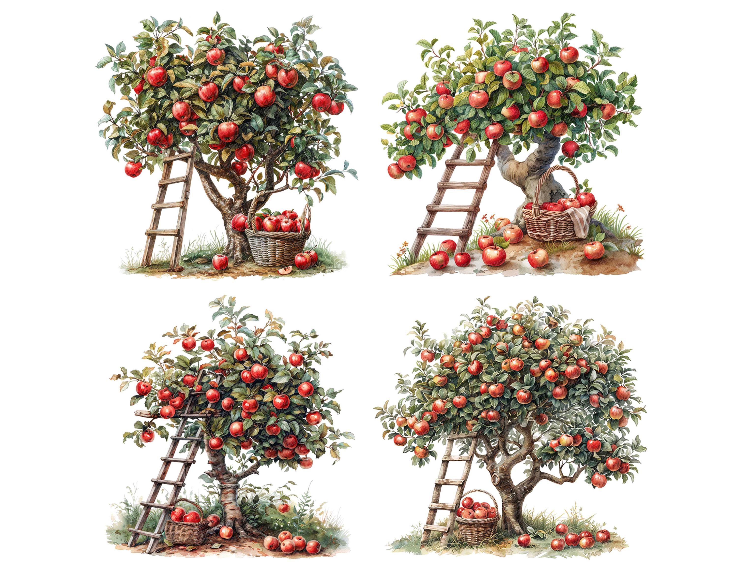 Apple Tree Harvest PNG Clipart, 12x Fall Fruit Clip Art Set, Printable ...