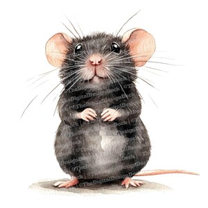 Rat Clip Art, 12x Watercolor Pet Rat Clipart Set, Printable Rat Art ...