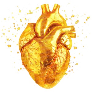 12x Gold Human Heart Clipart, Golden Hearts Clipart, Printable ...
