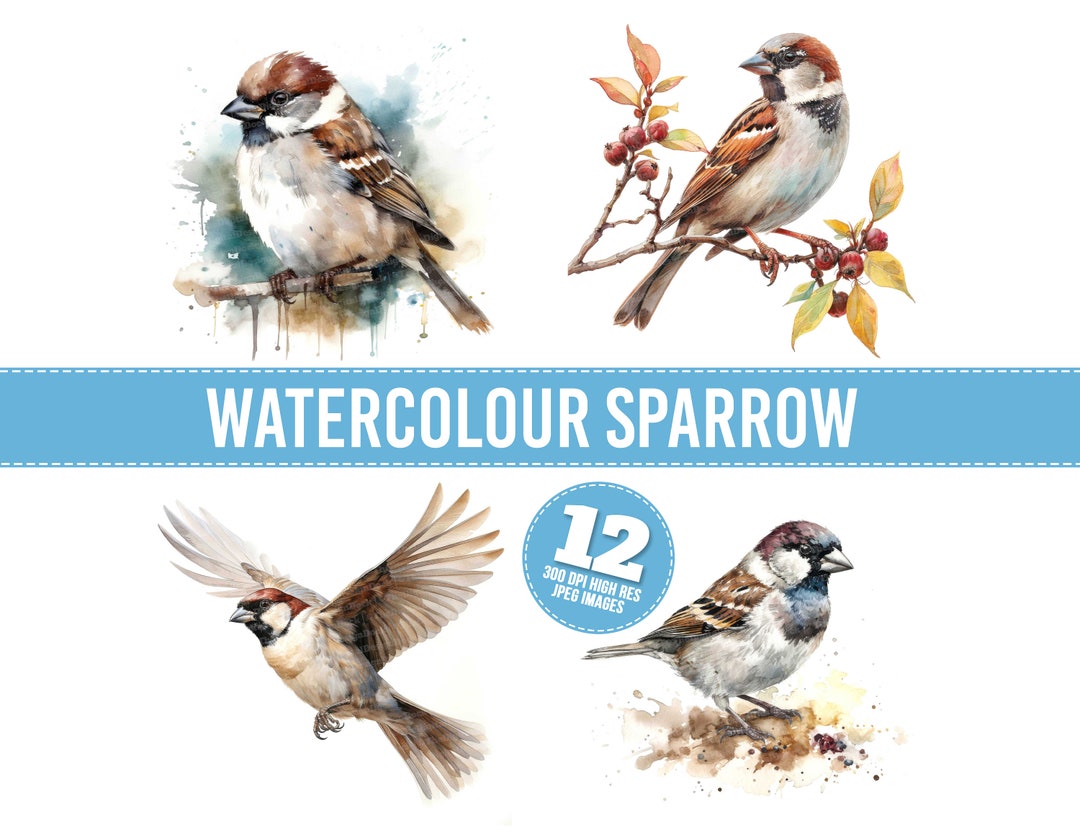Watercolor Sparrow Clipart, 12 Jpgs, Cute Bird Printable Image, Young ...