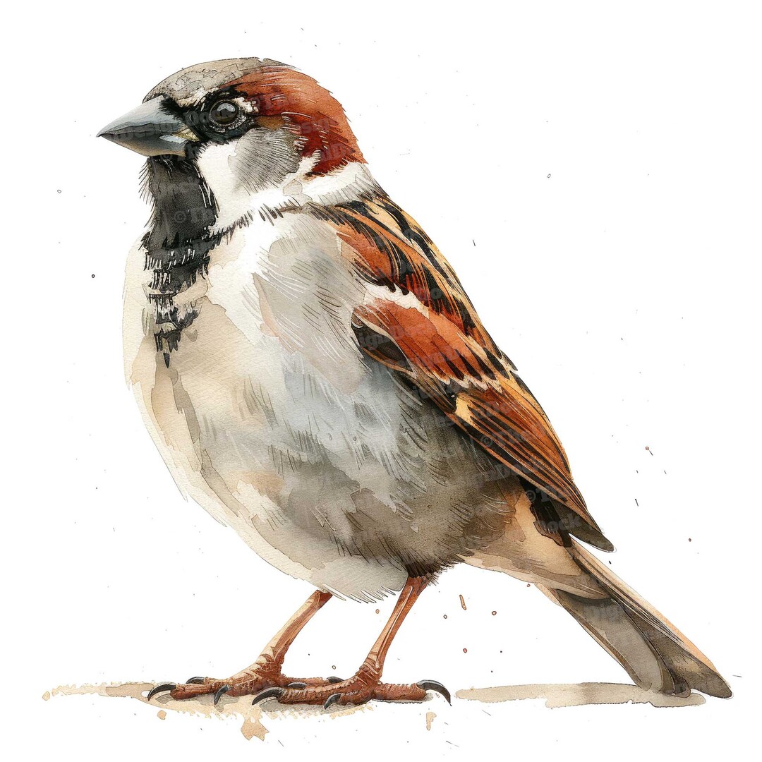 12 Sparrow Clipart, Watercolor Bird Clipart, Printable Watercolor ...