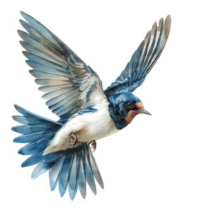 12 Swallow Clipart, Watercolor Bird Clipart, Printable Watercolor ...