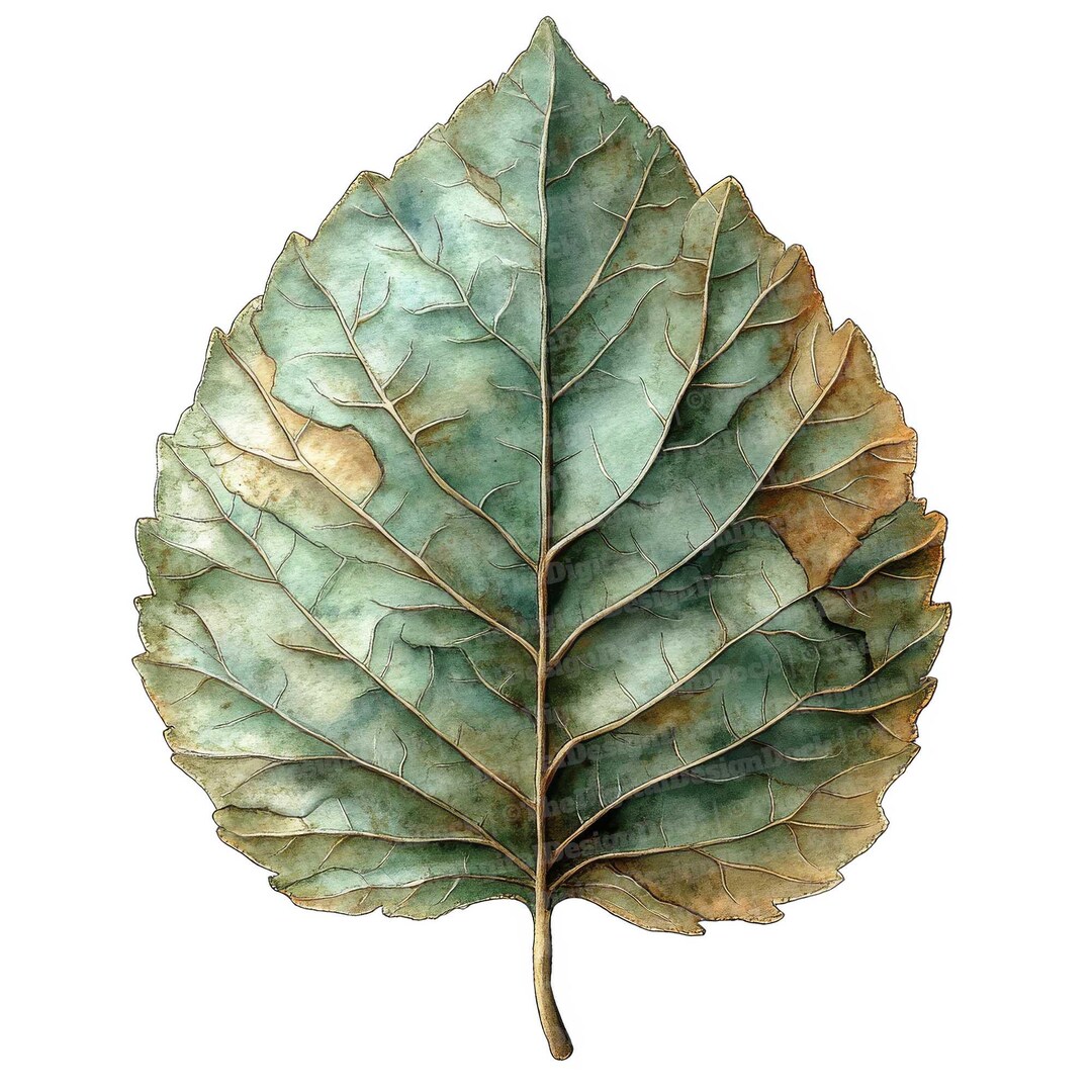 12 Leaf Fossil Clipart, Watercolor Fossilized Leaf, Printable Nature ...