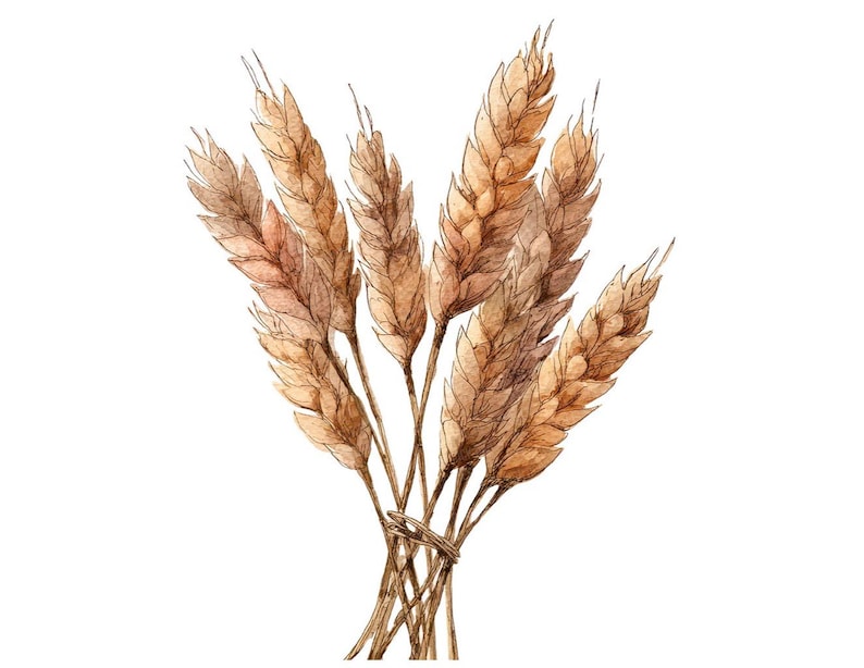 Boho Wheat Stalks Clipart, 12x Watercolor Harvest Bundle PNG, Rustic ...