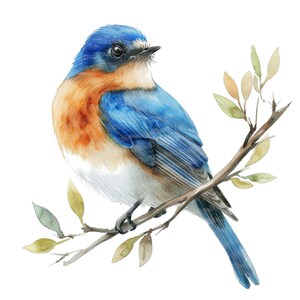 12 Bluebird Clipart, Watercolor Bird Clipart, Printable Watercolor ...