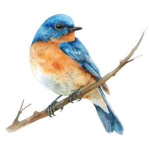 12 Bluebird Clipart, Watercolor Bird Clipart, Printable Watercolor ...