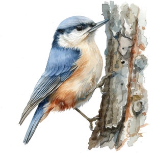 12 Nuthatch Clipart, Watercolor Bird Clipart, Printable Watercolor ...