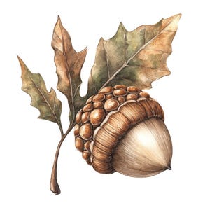 Acorn PNG Clipart, 12x Oak Leaf and Acorn Clip Art Set, Printable ...