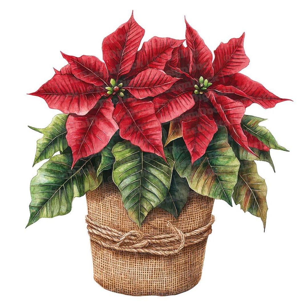 12 Potted Poinsettia Flower Clip Art, Christmas Plant Watercolor ...
