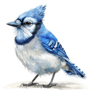 12 Blue Jay Clipart, Watercolor Bird Clipart, Printable Watercolor ...