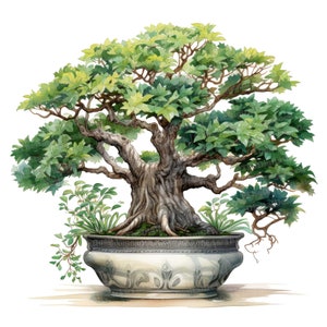 12x Potted Bonsai Tree Clipart, Pot Plant Floral Clipart, Printable ...