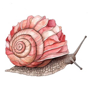 Rose Snail PNG Clip Art, 12x Floral Shell Snail Clipart PNG Set ...