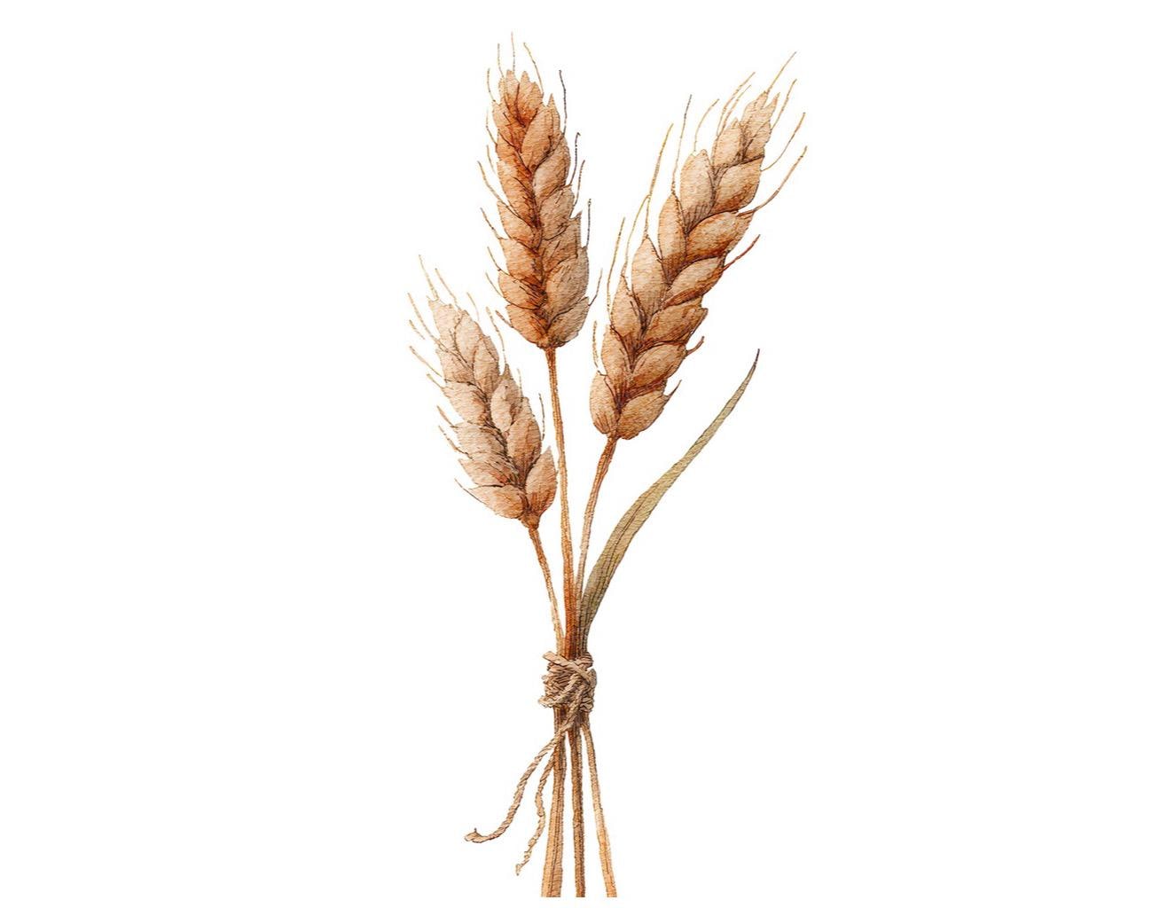 Boho Wheat Stalks Clipart, 12x Watercolor Harvest Bundle PNG, Rustic ...