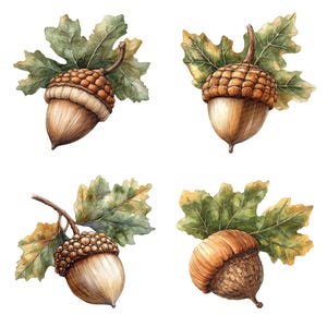 Acorn PNG Clipart, 12x Oak Leaf and Acorn Clip Art Set, Printable ...