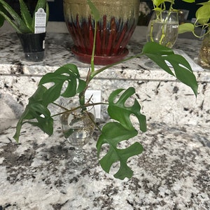 Mini Monstera Propagation - Etsy