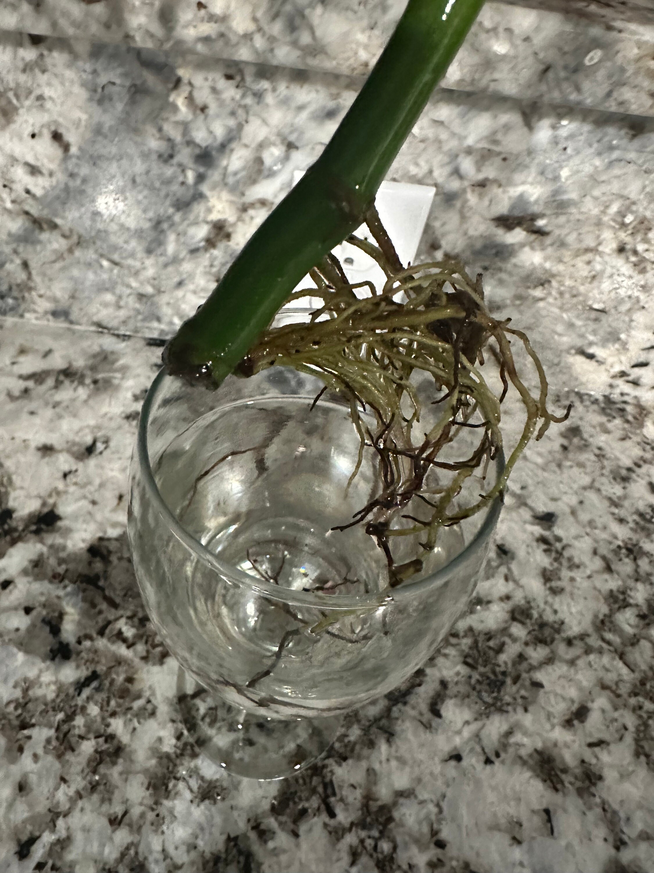 Mini Monstera Propagation - Etsy