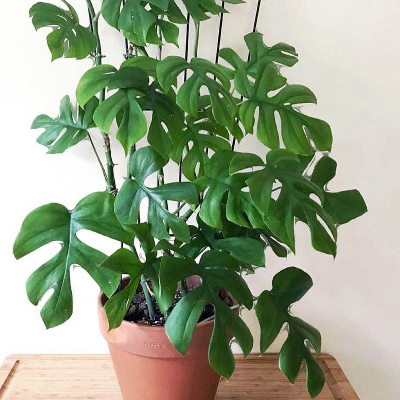 Mini Monstera Propagation - Etsy