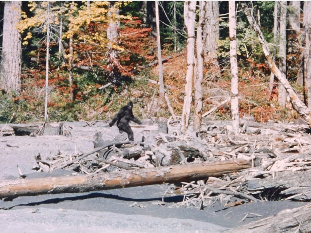 Bigfoot Small Digital Download of the Iconic Patterson Gimlin Film ...