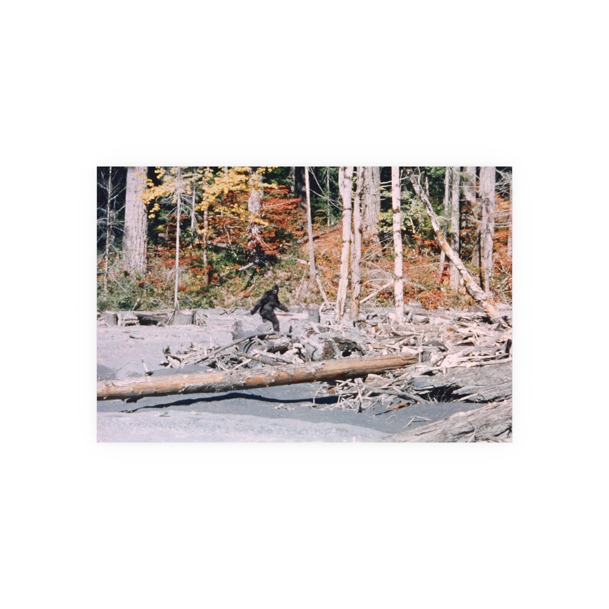 Bigfoot Patterson Gimlin Film Frame 352 satin or Archival Matte Poster ...