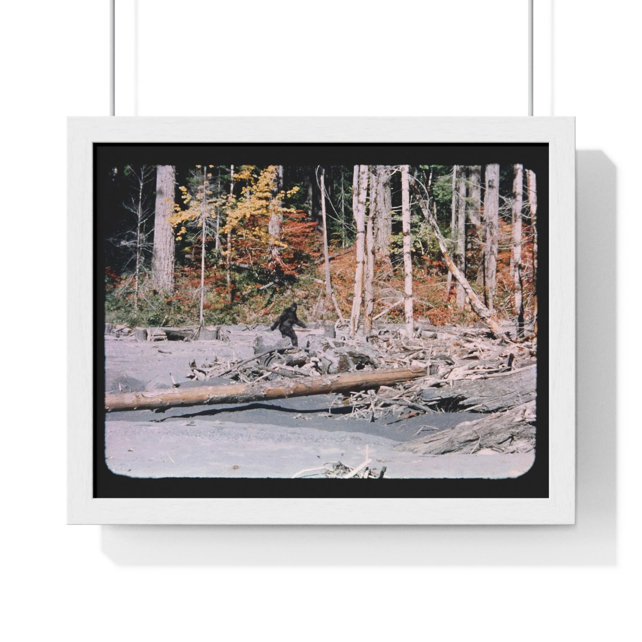 Bigfoot Large Patterson Gimlin Film Frame 352 wooden Framed Art Print ...