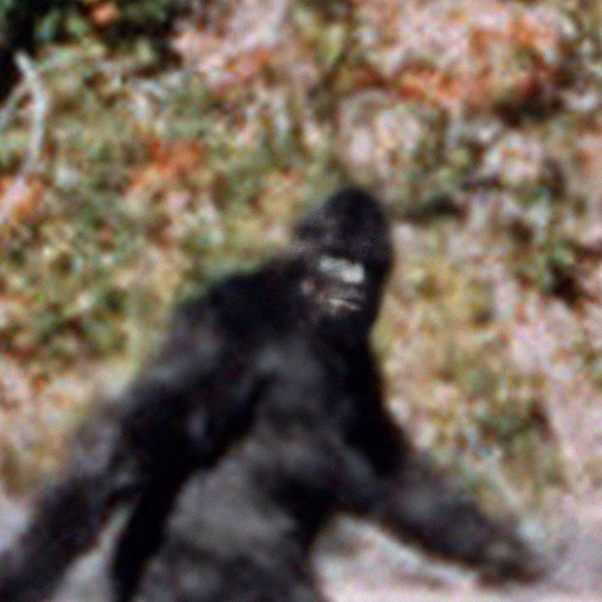 Bigfoot Small Digital Download of the Iconic Patterson Gimlin Film ...