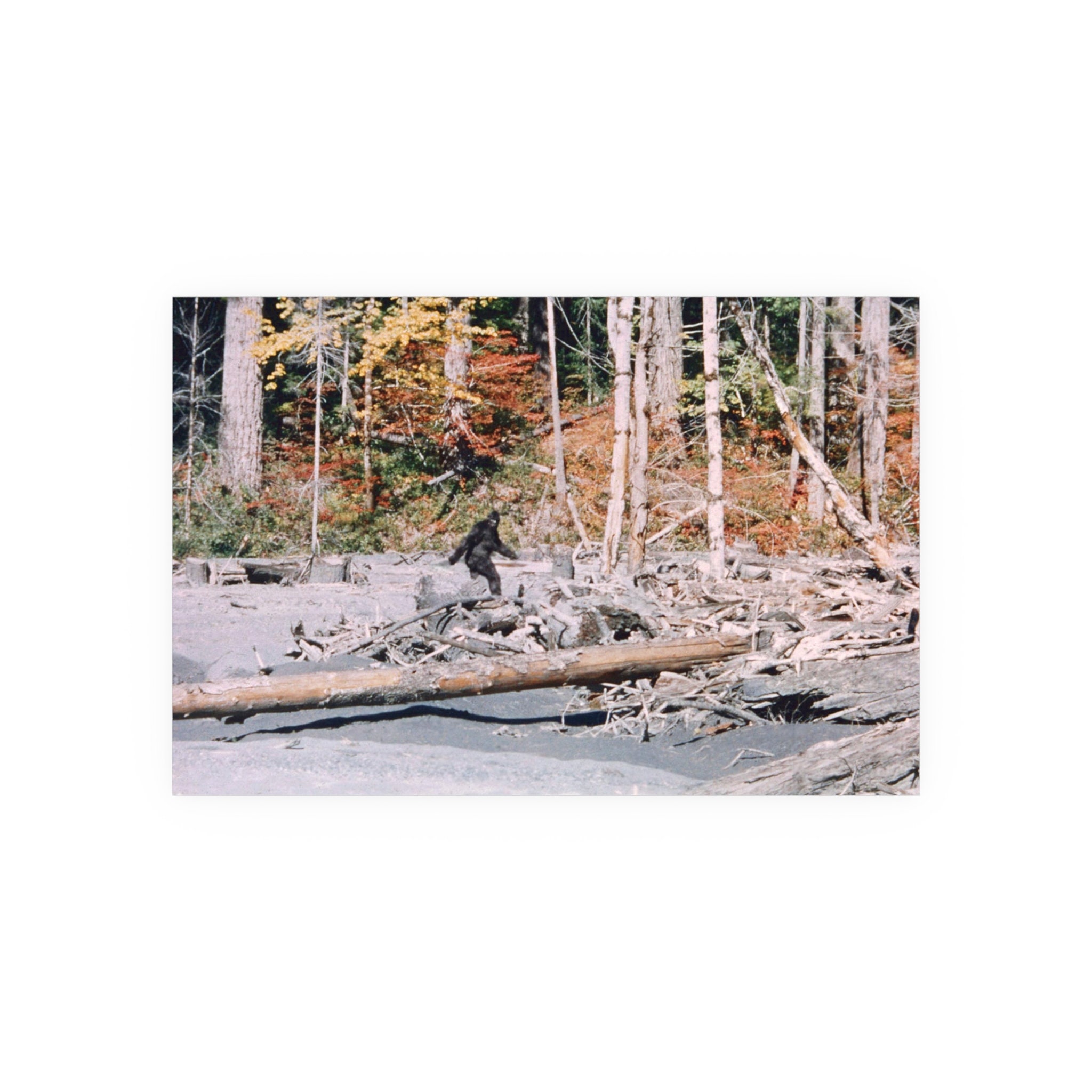 Bigfoot Patterson Gimlin Film Frame 352 satin or Archival Matte Poster ...