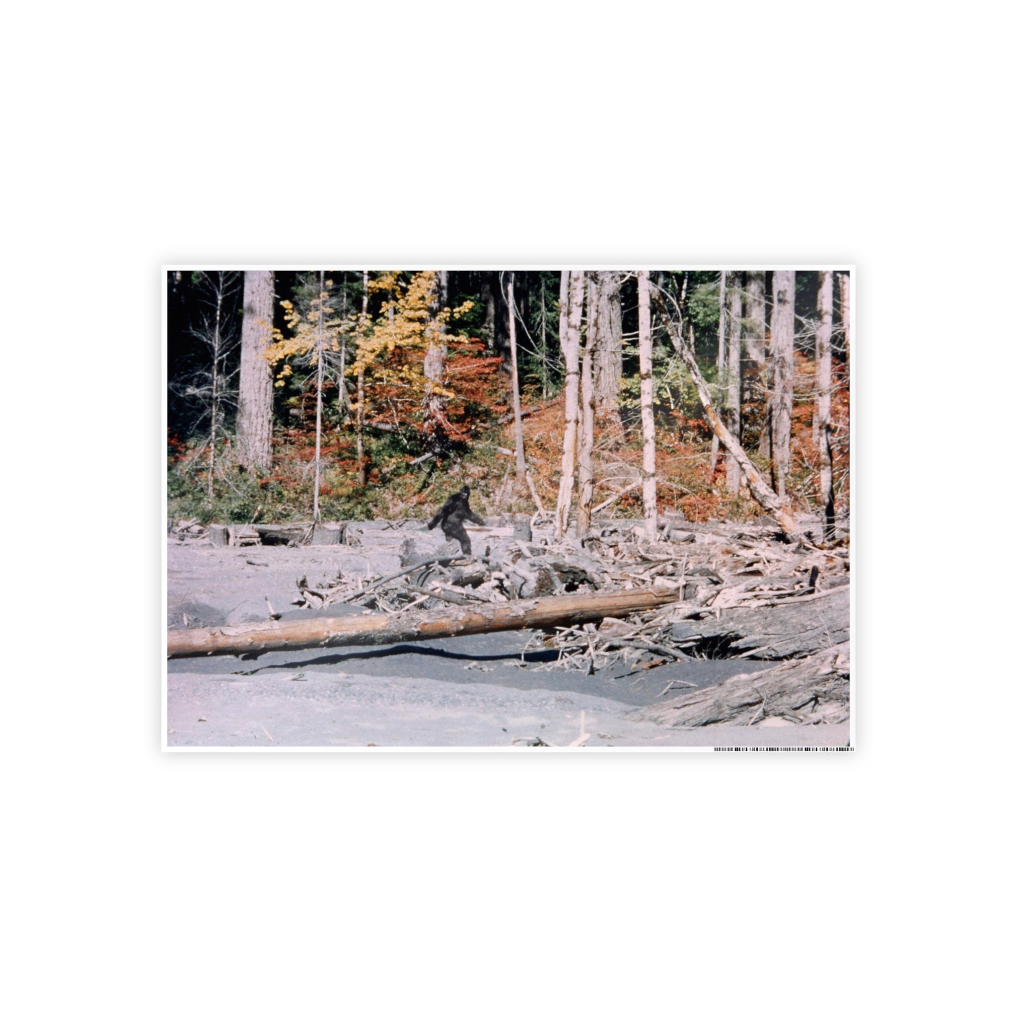 Bigfoot Patterson Gimlin Film Frame 352 high Gloss Poster - Etsy