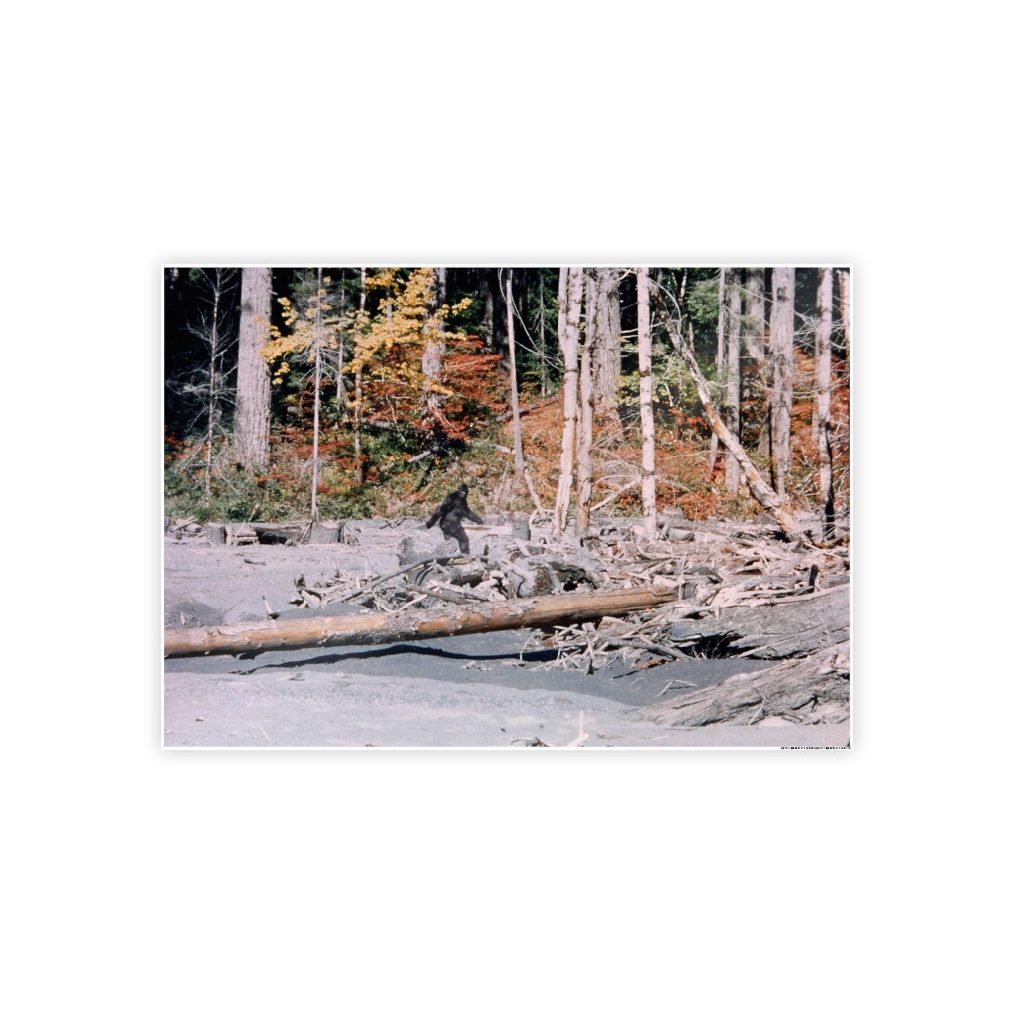 Bigfoot Patterson Gimlin Film Frame 352 high Gloss Poster - Etsy