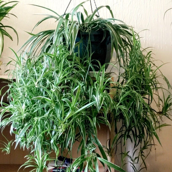 Spider Plant - Etsy UK