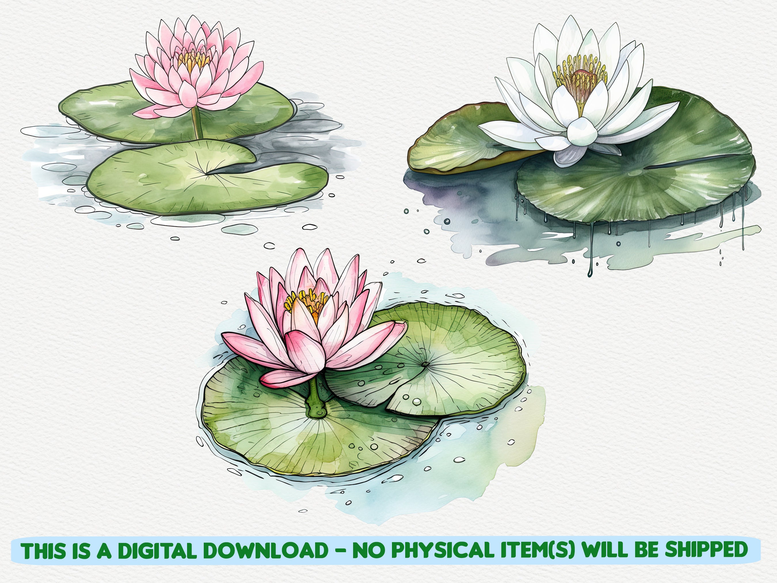 Watercolor Lily Pad Clipart Bundle, Frog Pond PNG Digital Download ...