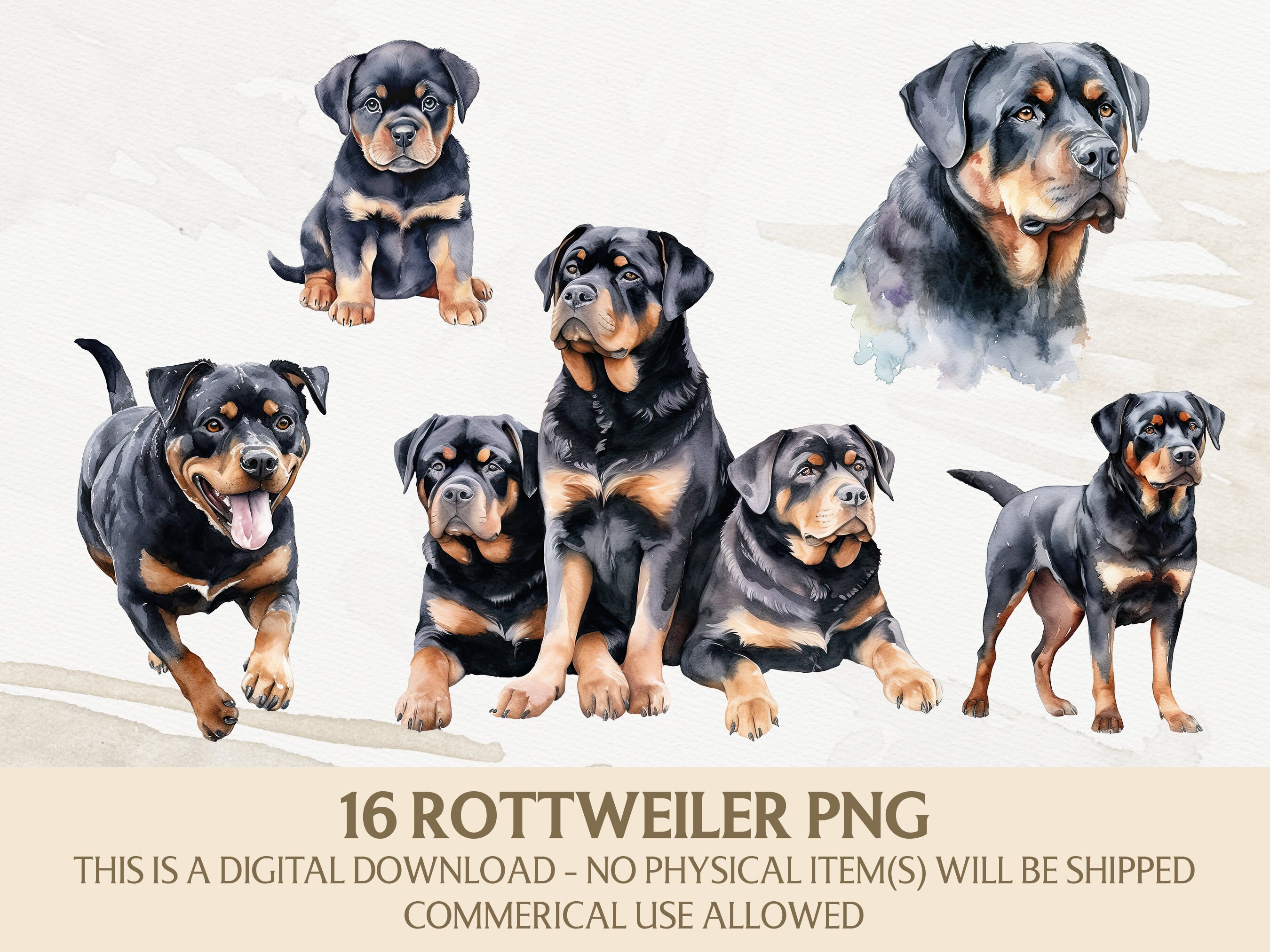 Watercolor Rottweiler Clipart, Rottweiler Png Bundle, Instant Digital ...