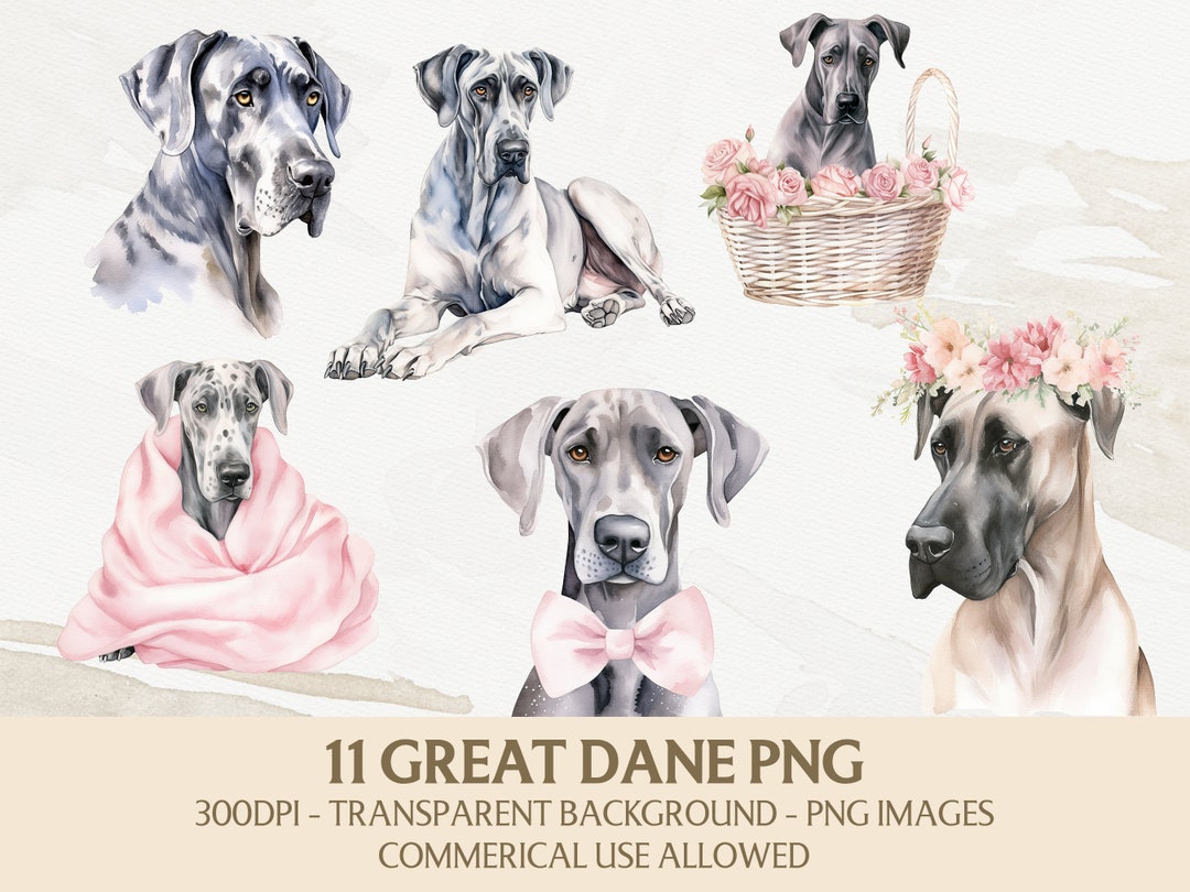 Watercolor Great Dane Clipart, Great Dane Png Bundle, Instant Digital ...