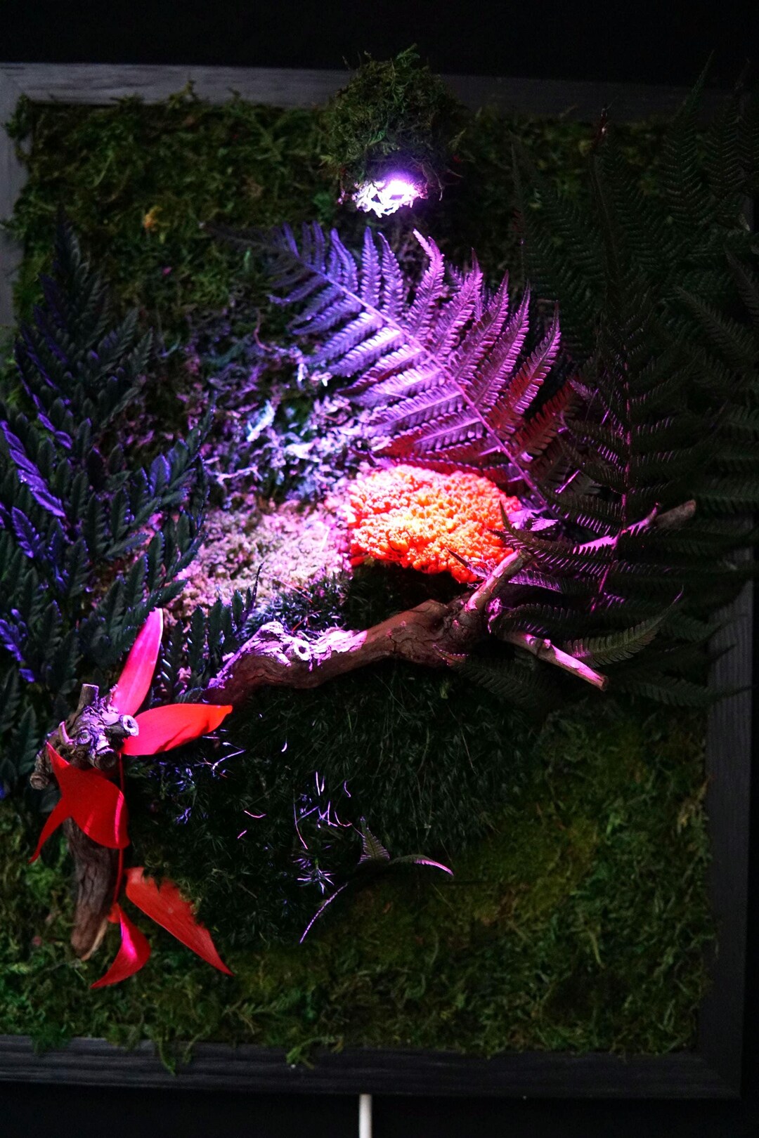 Stabilized Plant Frame With RGB LED Light / Wall Art, Interior ...