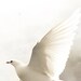 Christian Dove, Holy Spirit, Religious Art, Digital Download, Jesus ...