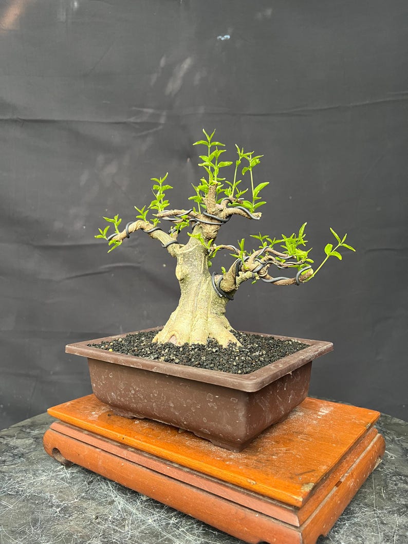 Water Jasmine Bonsai Tree: Wrightia Religiosa Living Tree Small - Etsy
