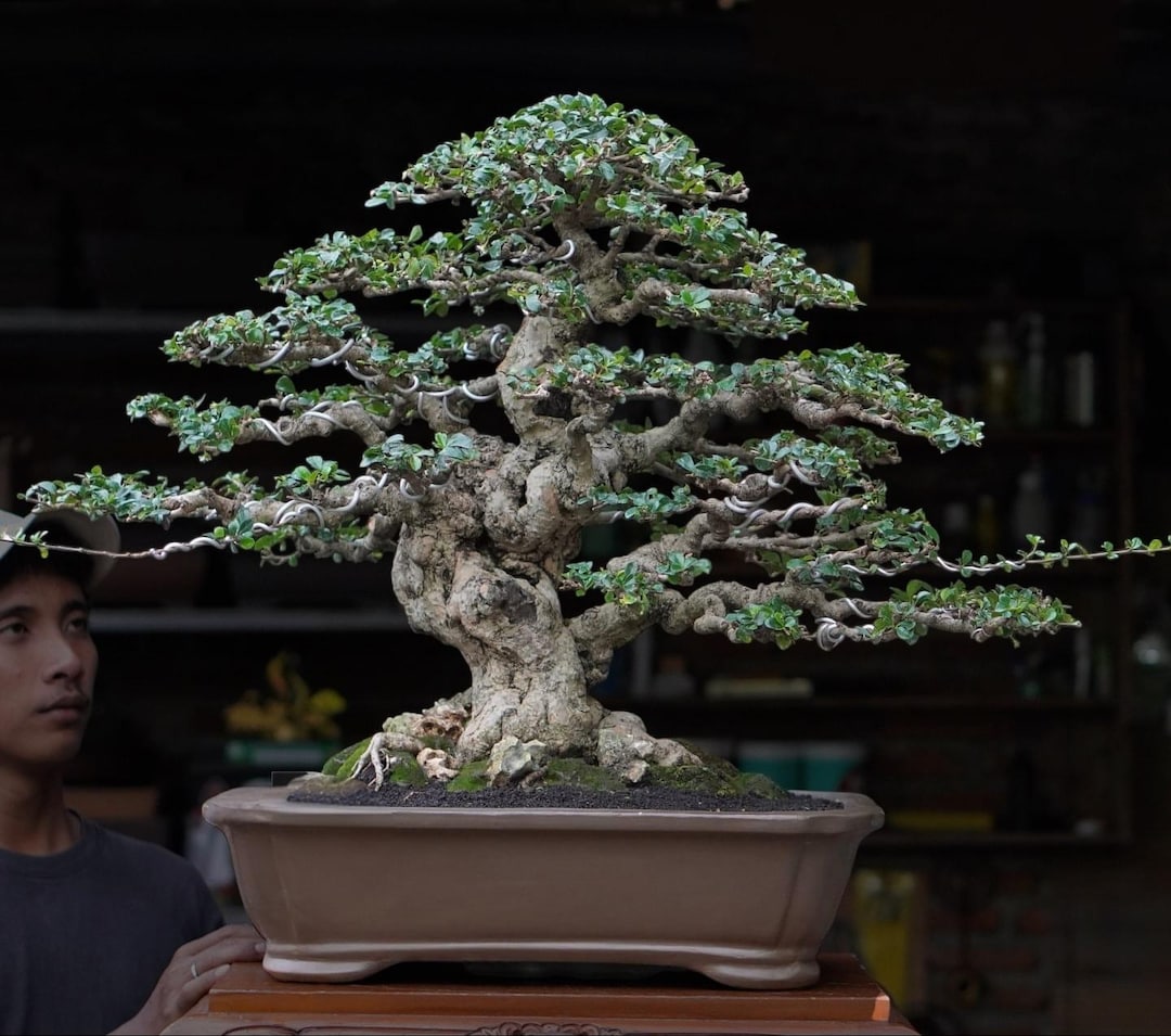 Ehretia Micro Bonsai Tree: 28-year-old Carmona Retusa - Etsy
