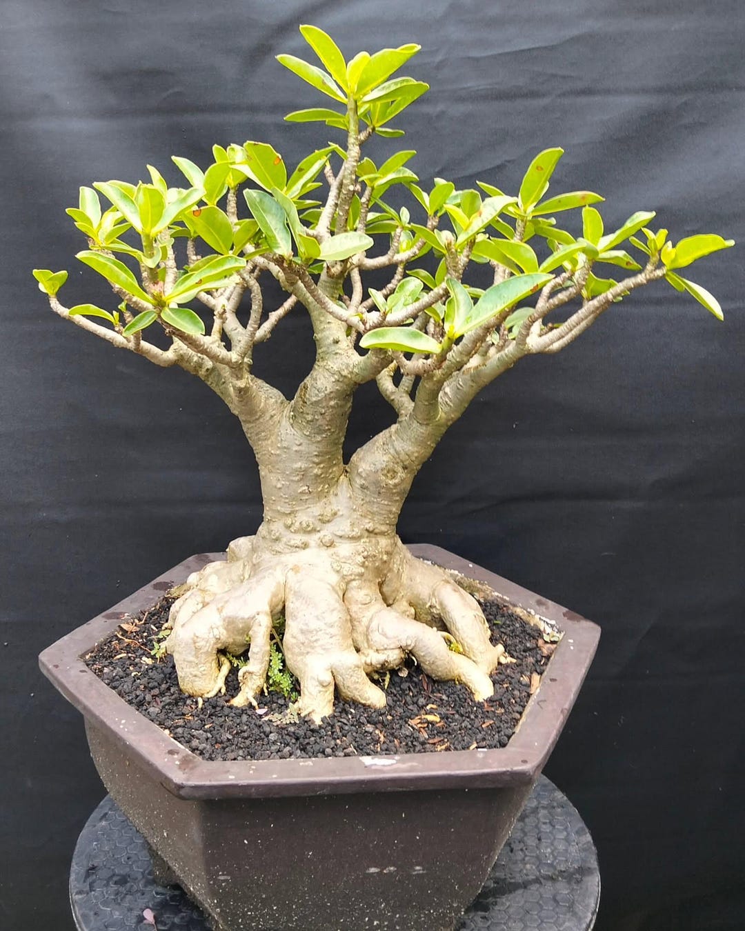 Adenium Arabicum Bonsai Actual Plant - Etsy