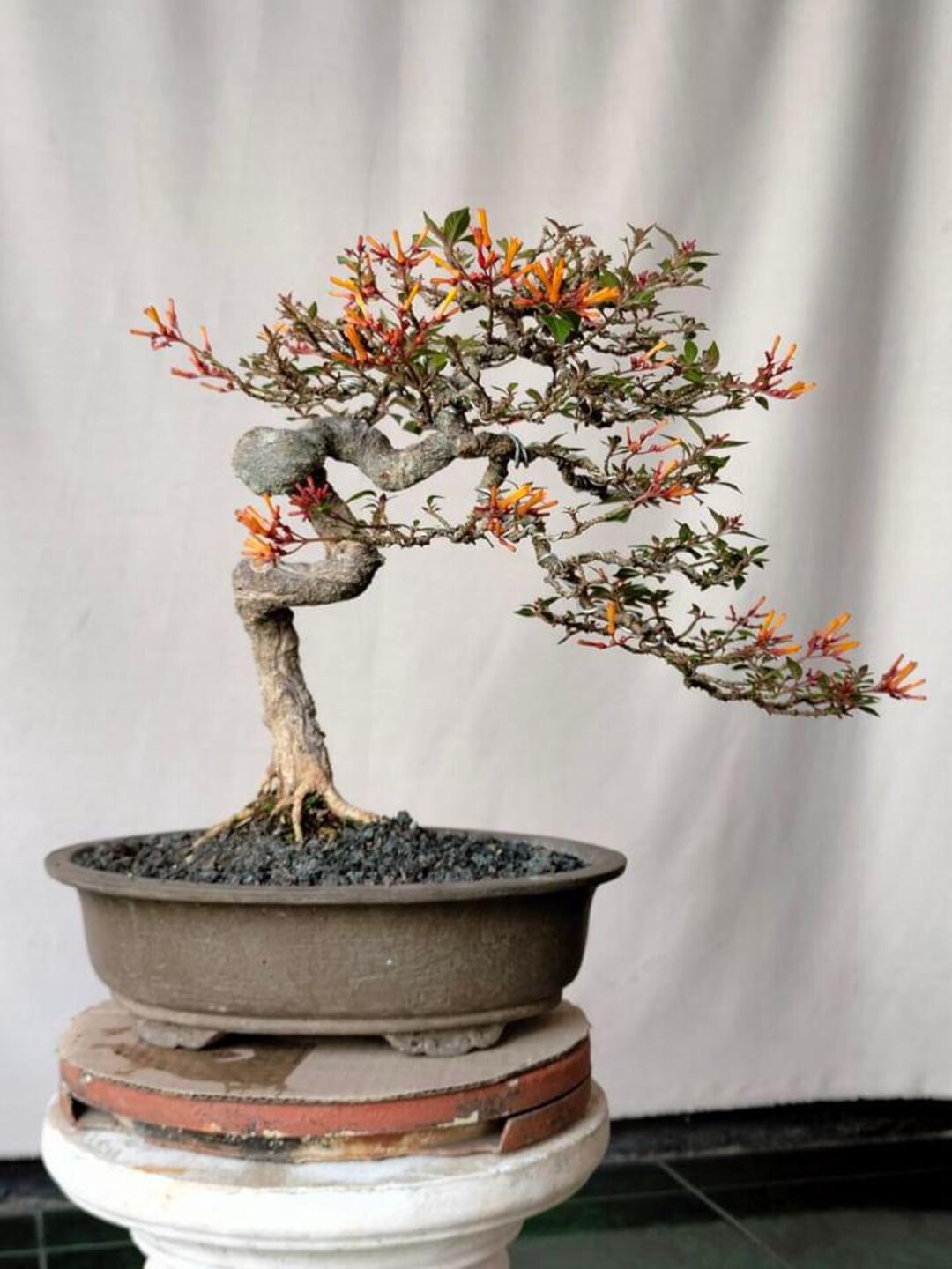Bonsai Timonius Real Picture Old Tree - Etsy