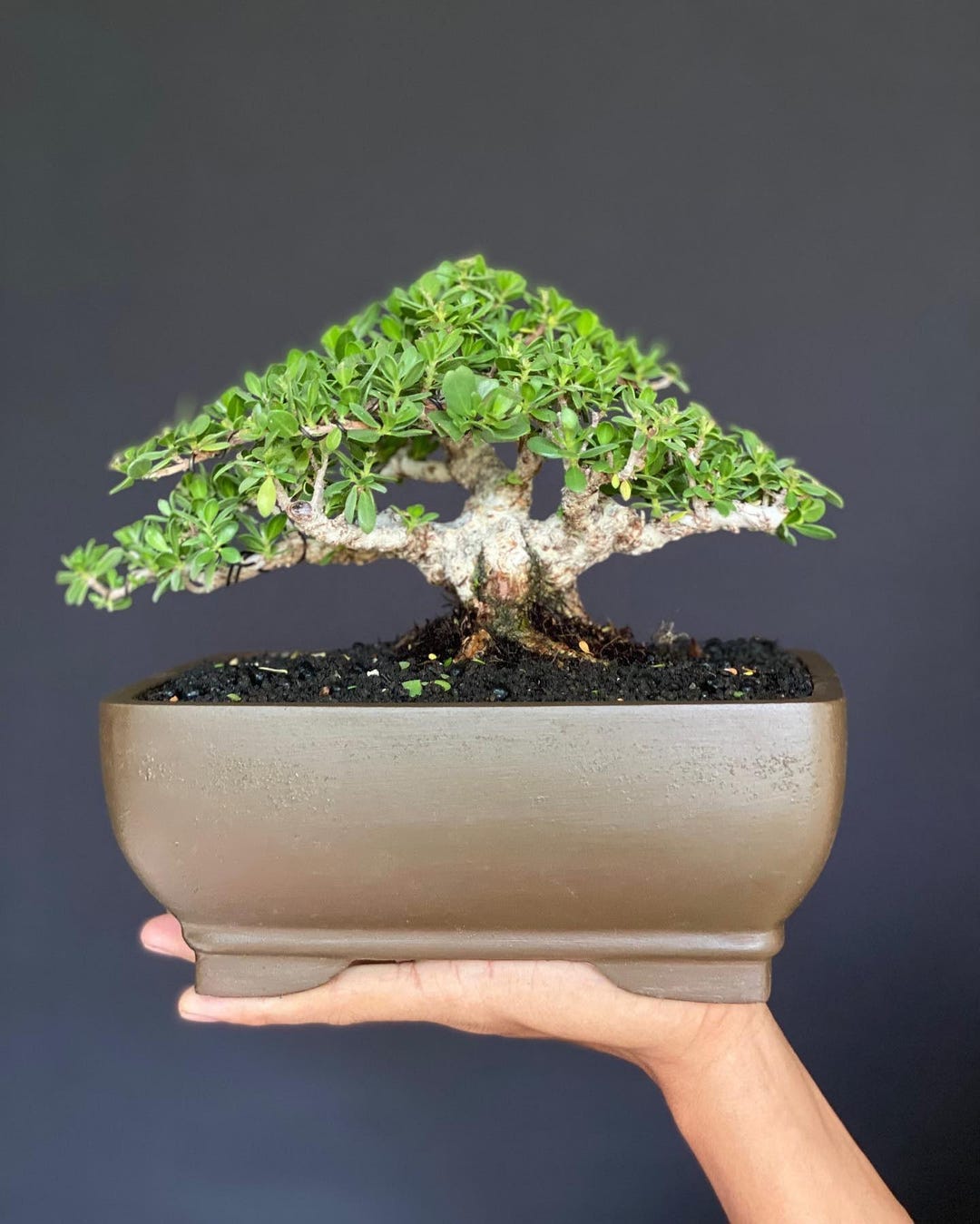 Bonsai Pemphis Acidula Formal Style Real Picture - Etsy