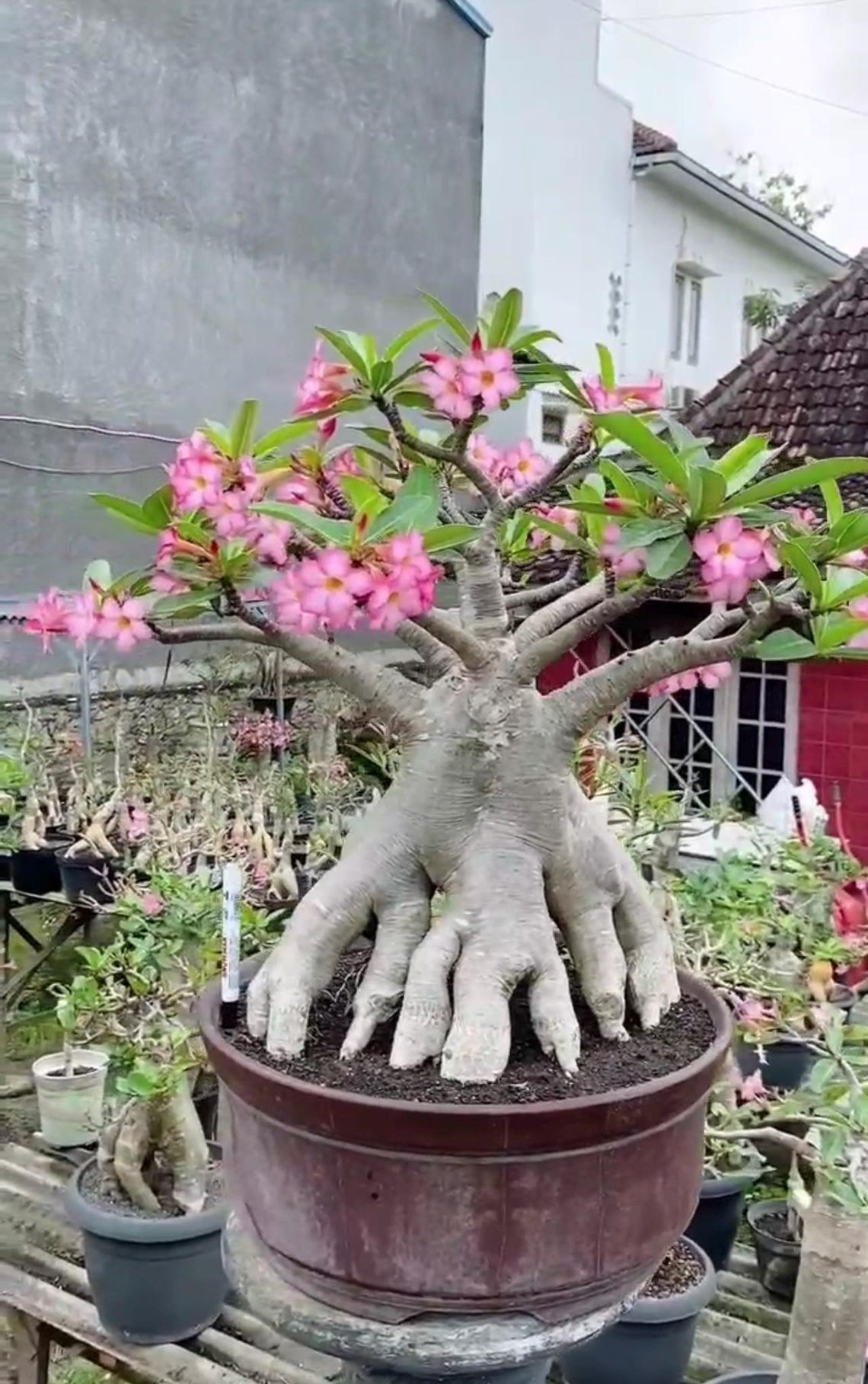 Adenium Arabicum Omega Bonsai Big Actual Plant - Etsy