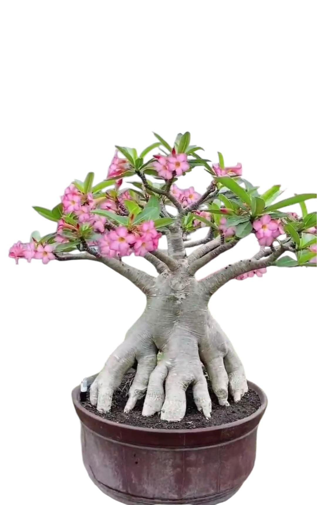 Adenium Arabicum Omega Bonsai Big Actual Plant - Etsy
