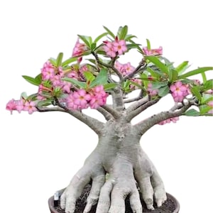Adenium Arabicum Omega Bonsai Big Actual Plant - Etsy